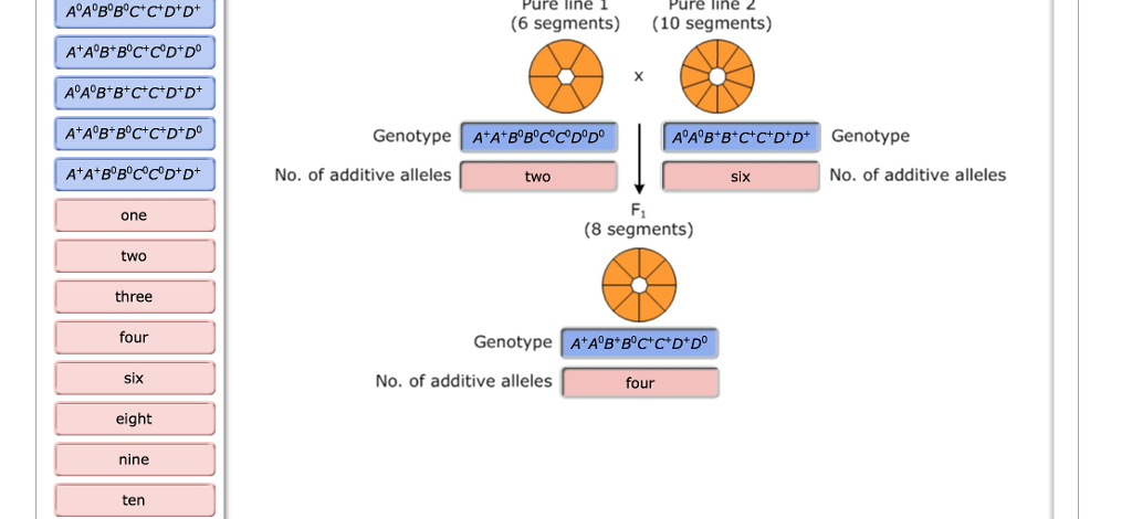 Solved Polygenic Inheritance The simplest model of polygenic | Chegg.com