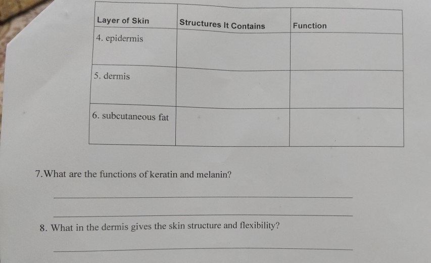 Solved Layer of Skin Structures It Contains Function 4. | Chegg.com