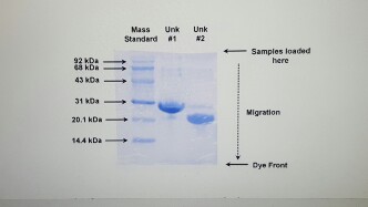 Solved 1.SDS-PAGE. Calculate the approximate molecular mass | Chegg.com