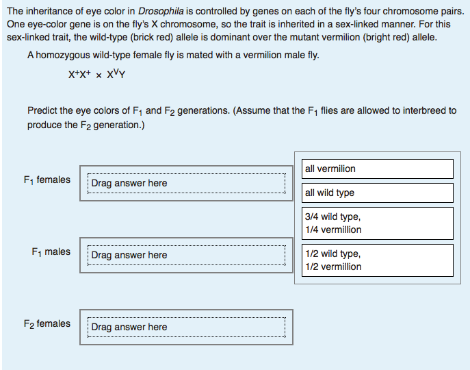 Solved The inheritance of eye color in Drosophila is | Chegg.com