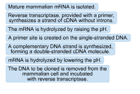 Solved Genomic mammalian DNA cannot be expressed directly | Chegg.com