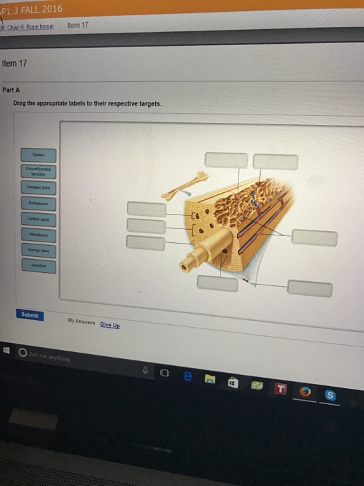 Solved Drag the appropriate labels to their respective | Chegg.com