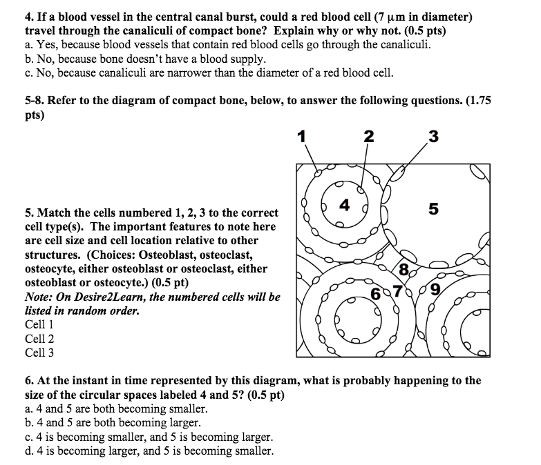 Solved If a blood vessel in the central canal burst, could a | Chegg.com