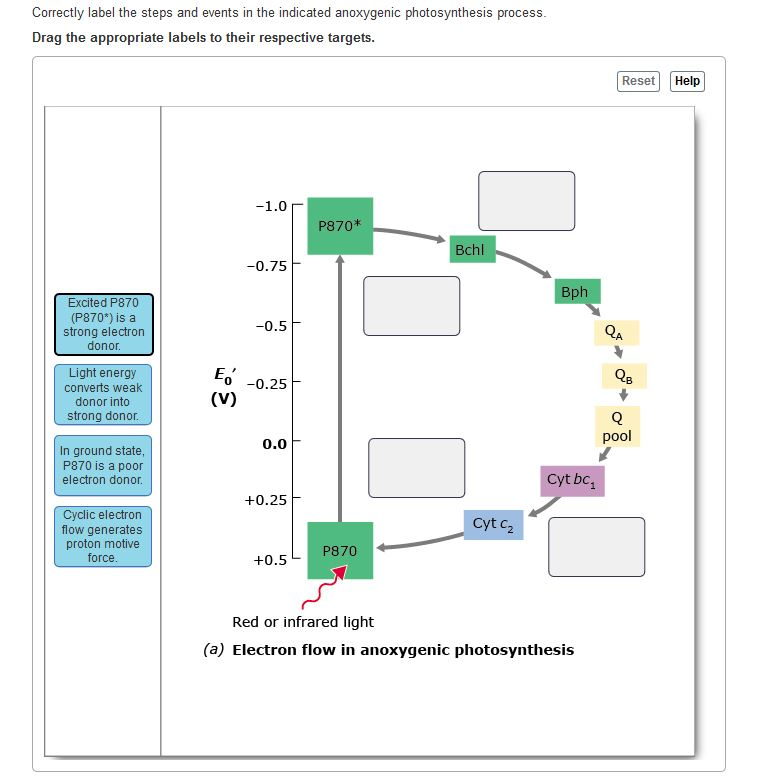 Solved Correctly label the steps and events in the indicated | Chegg.com