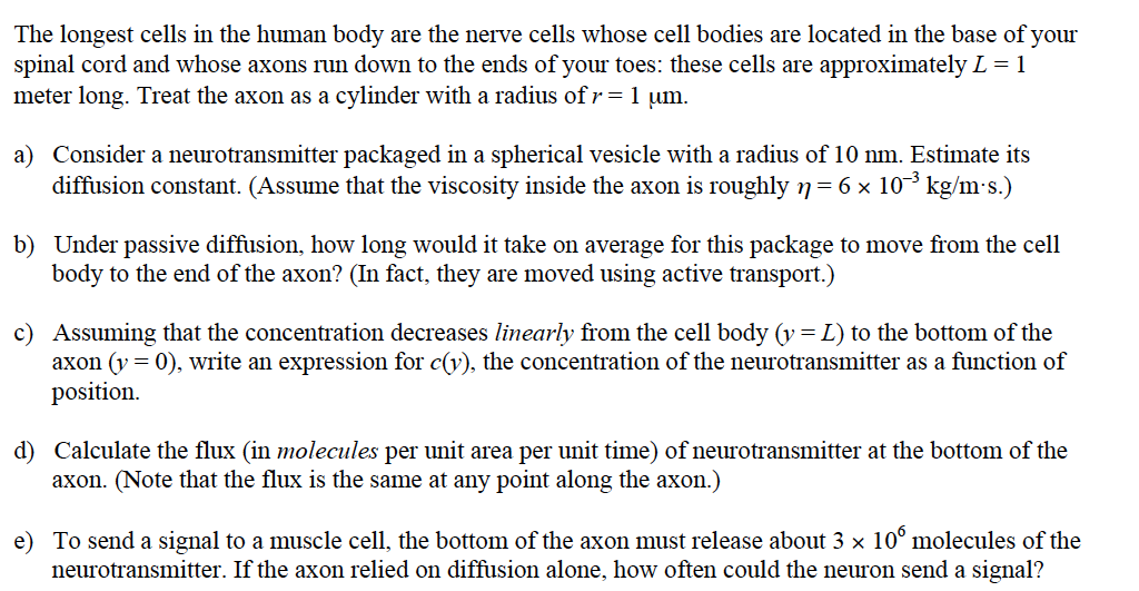 The longest cells in the human body are the nerve | Chegg.com