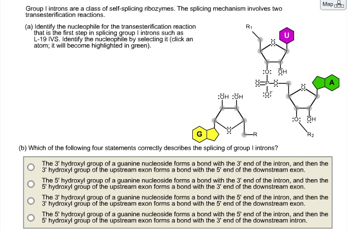 Solved Group I introns are a class of self-splicing | Chegg.com