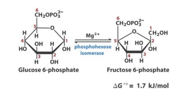 Glucose 6 Phosphate To Fructose 6 Phosphate Mechanism