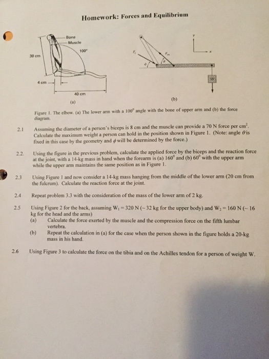 Solved Homework: Forces and Equilibrium Bone - Muscle 100 30 | Chegg.com