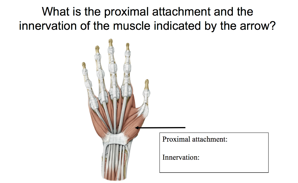 Solved What is the proximal attachment and the innervation | Chegg.com