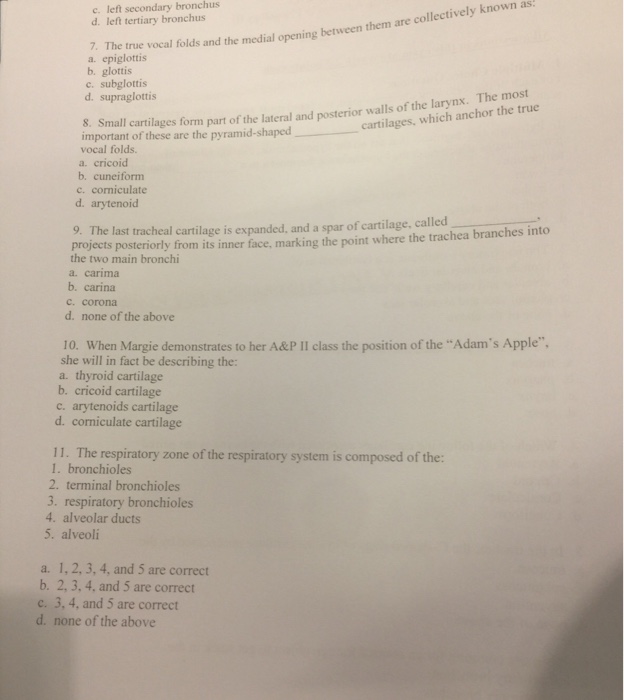 Solved The true vocal folds and the medial opening between | Chegg.com