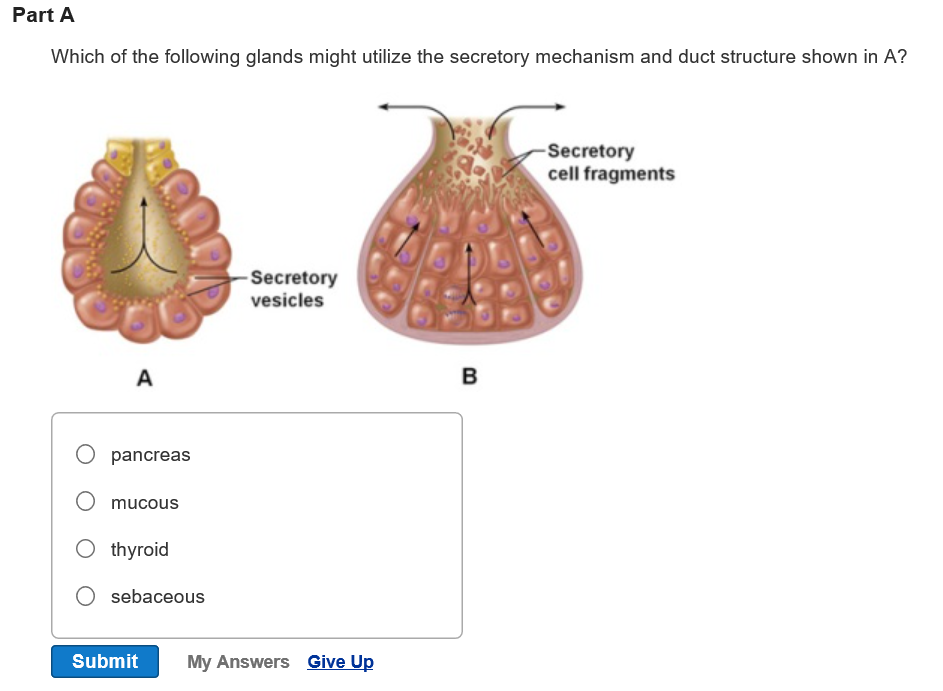 Solved Part A Which of the following glands might utilize | Chegg.com