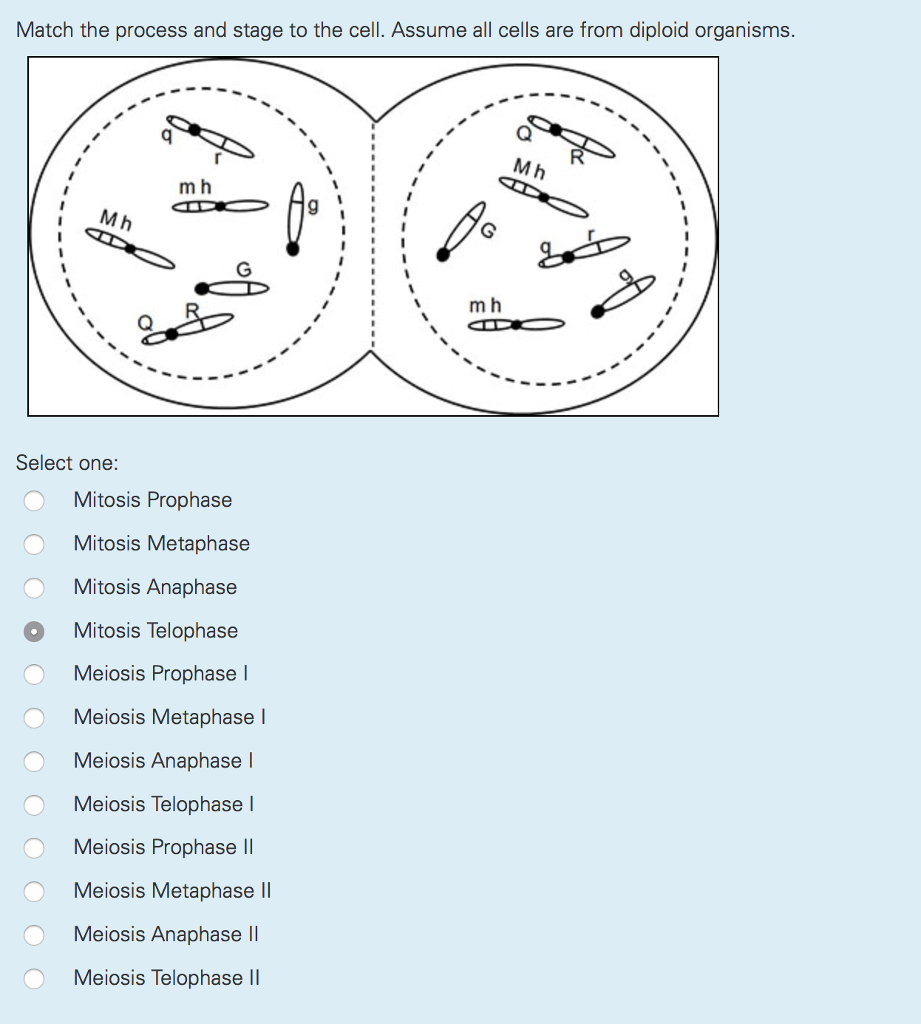 Solved Match the process and stage to the cell. Assume all | Chegg.com