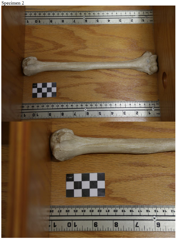 Solved Using the osteometric board and directions provided, | Chegg.com