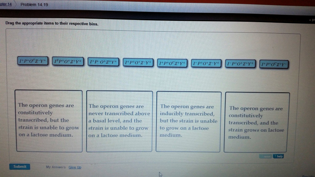 Solved Choose which of the following genotypes for lac | Chegg.com