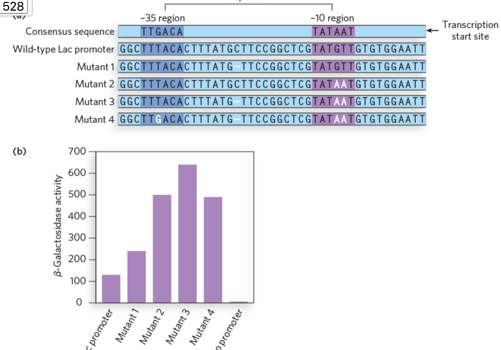 Solved Transcription start site 528 -35 region -10 region | Chegg.com