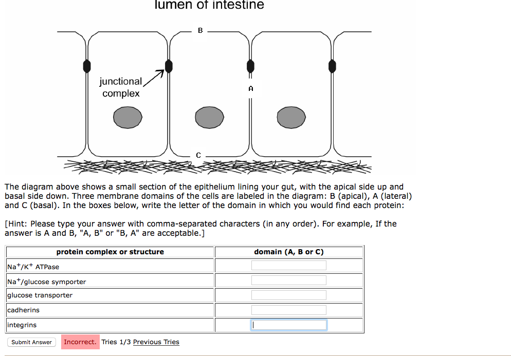 Solved lumen of intestine junctional complex The diagram | Chegg.com