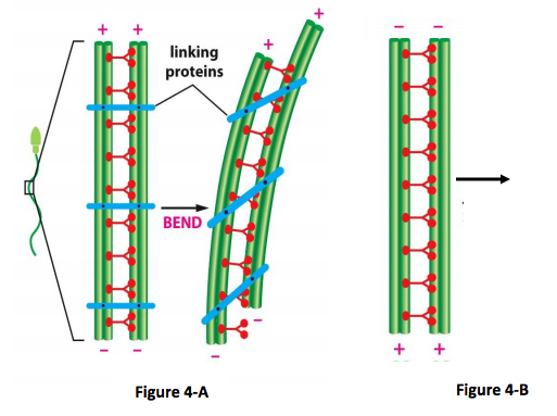 Solved Cell biology help The figure shown below (Figure | Chegg.com