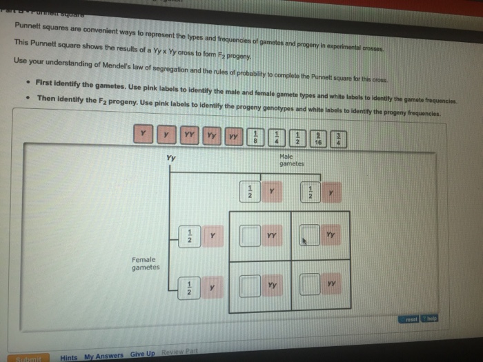 Punnett squares are conveninent ways to represent the | Chegg.com