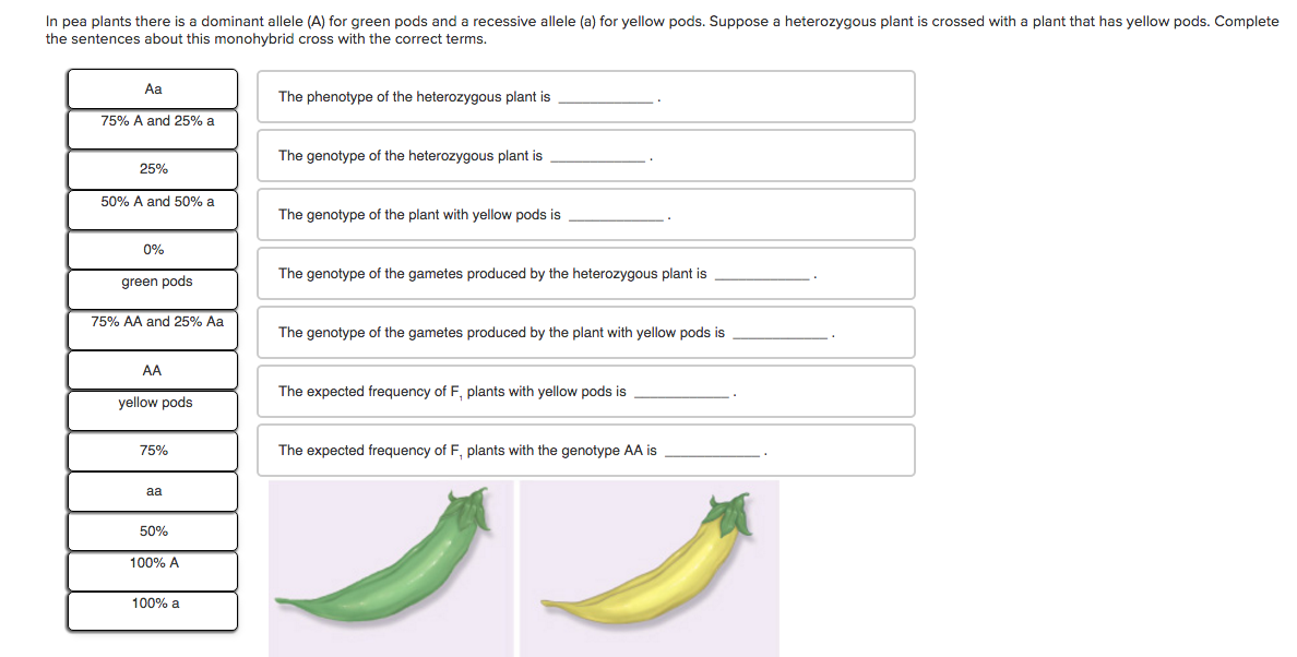 Solved In pea plants there is a dominant allele (A) for | Chegg.com