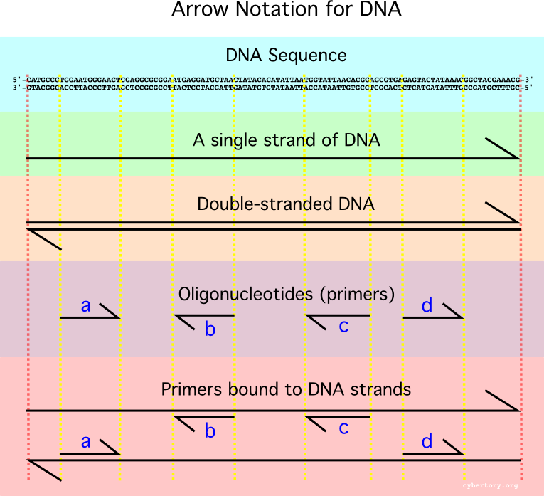 Solved Arrow Notation for DNA DNA Sequence | Chegg.com