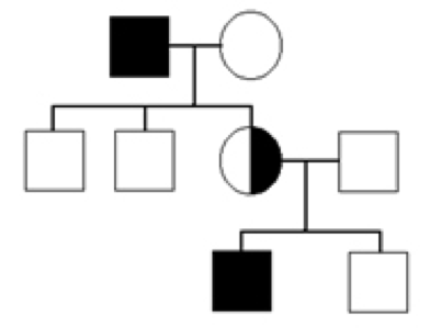 Solved Below is a diagram showing the inheritance of an | Chegg.com