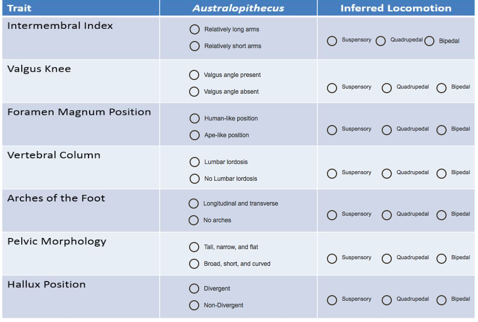 Solved Trait Australopithecus Inferred Locomotion | Chegg.com