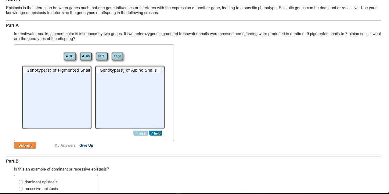 Solved Epistasis is the interaction between genes such that | Chegg.com