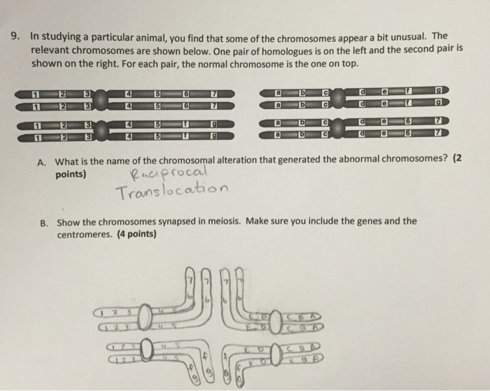 Solved Assume adjacent-1 segregation occurred during | Chegg.com
