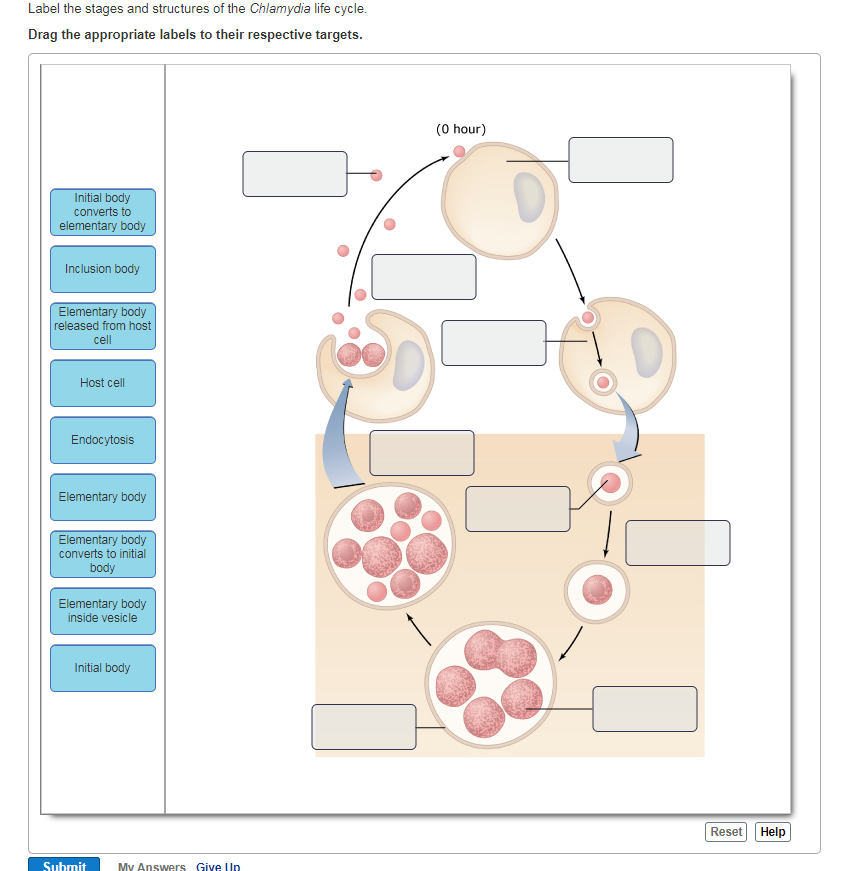 Solved Label the stages and structures of the Chlamydia life | Chegg.com Solved Label the stages and structures of the Chlamydia life | Chegg.com
