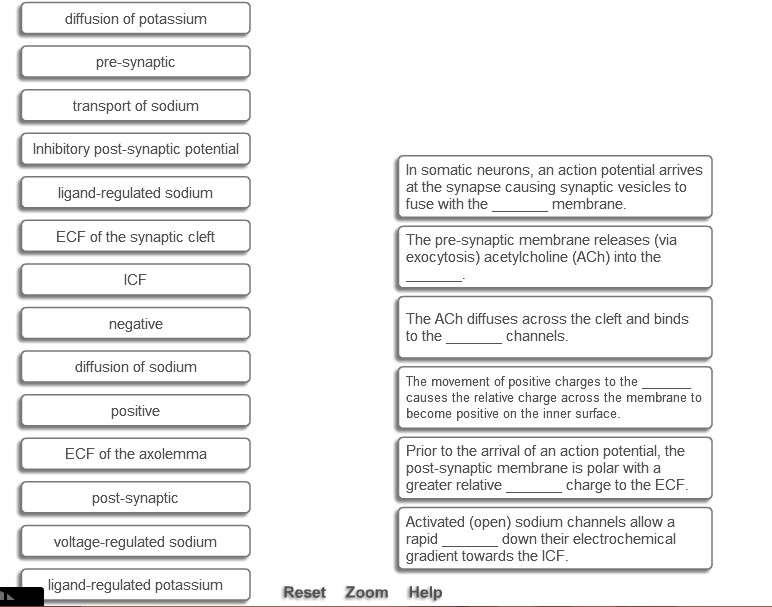 Solved diffusion of potassium pre-synaptic transport of | Chegg.com