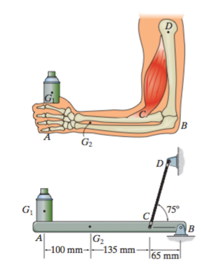 Solved A hand is holding a load as shown in the skeletal | Chegg.com
