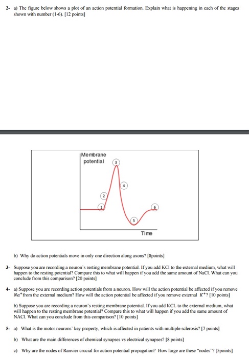 Solved The figure below shows a plot of an action potential | Chegg.com