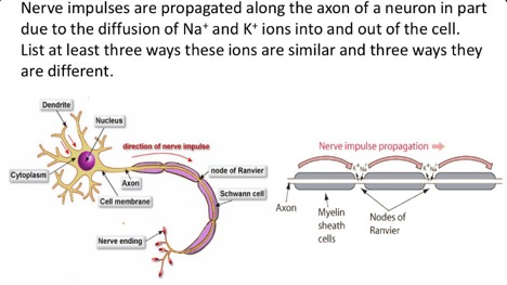 Solved Nerve impulses are propagated along the axon of a | Chegg.com