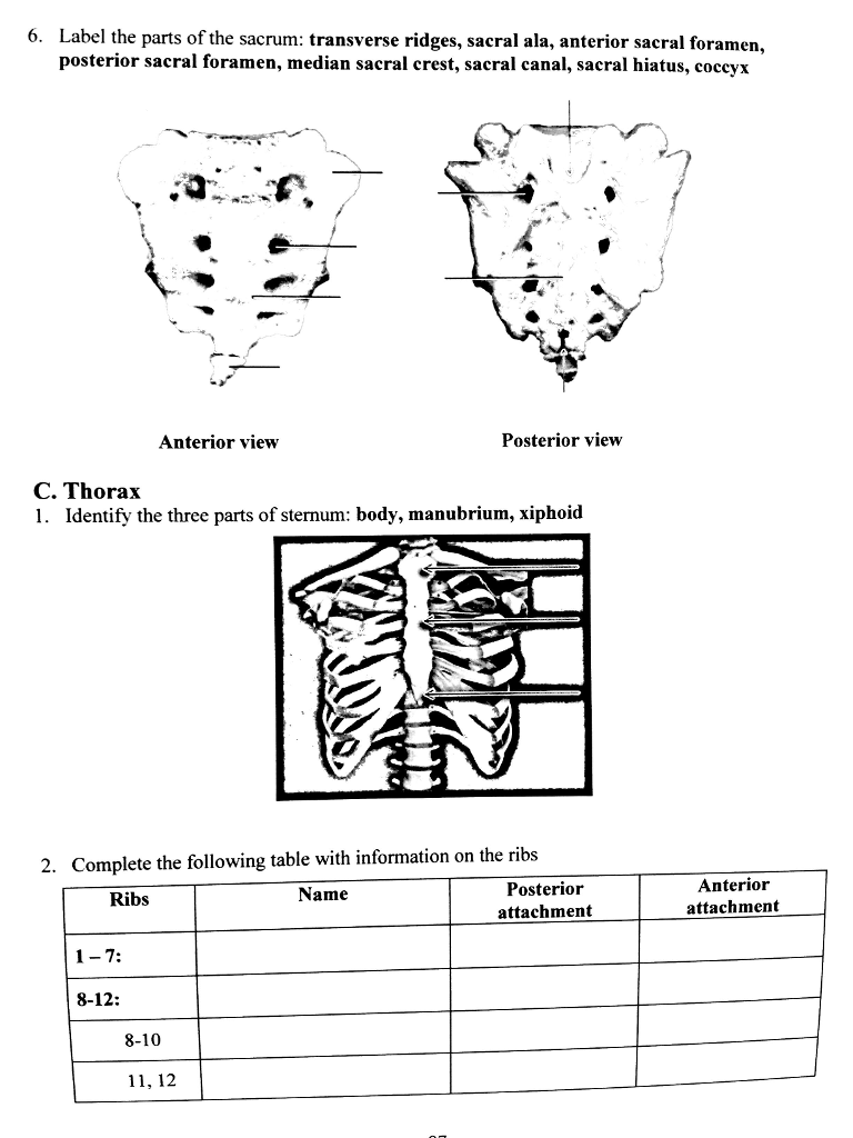 Solved 6. Label the parts of the sacrum: transverse ridges, | Chegg.com