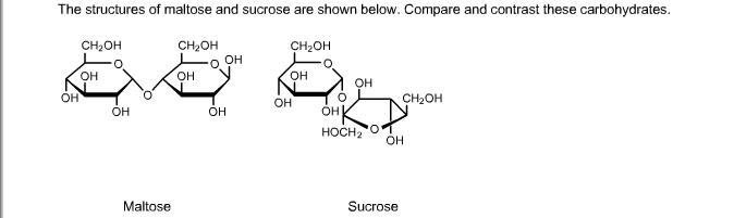 Solved The structures of maltose and sucrose are shown | Chegg.com
