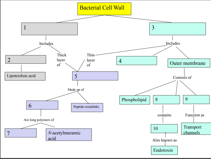 Solved Bacterial Cell Wall Includes Includes Thick layer 0 | Chegg.com