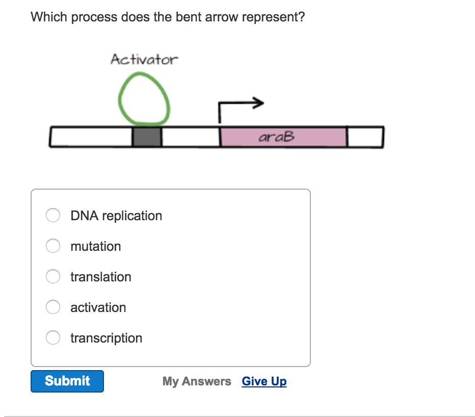 Solved Which process does the bent arrow represent? DNA | Chegg.com