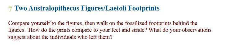 Two Australopithecus Figures/Laetoli Footprints | Chegg.com