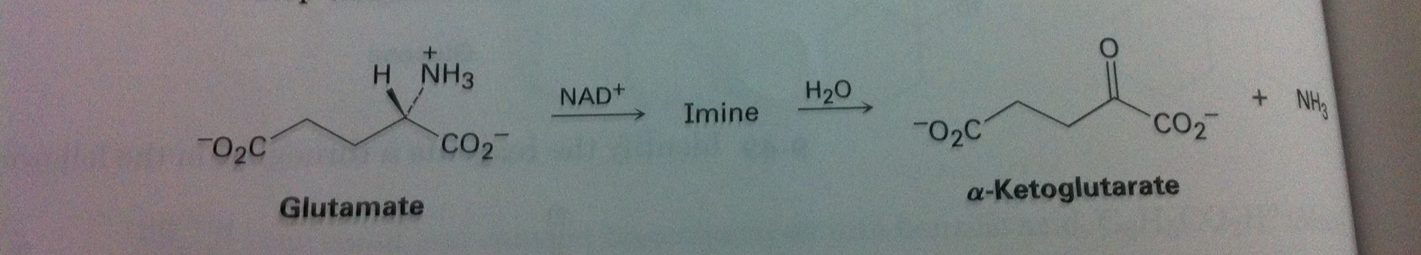 Solved show the structure of the imine intermediate and | Chegg.com