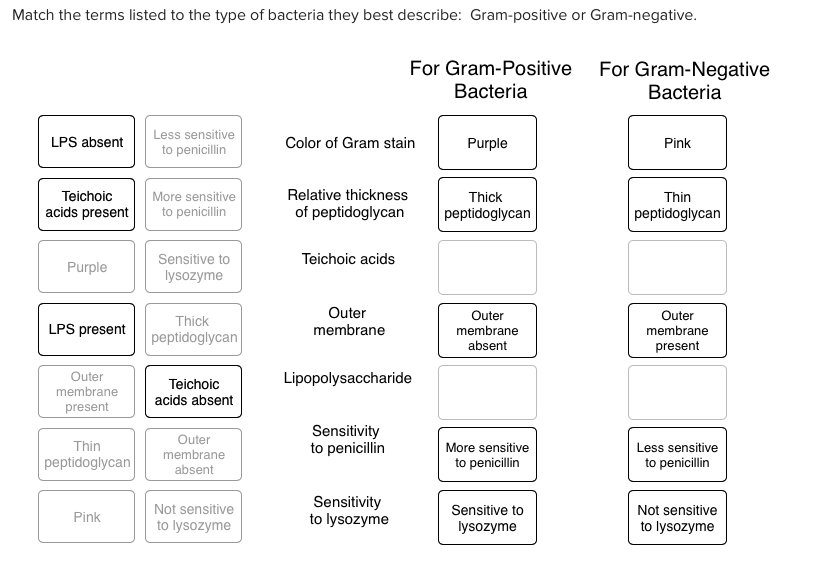 Solved Match the terms listed to the type of bacteria they | Chegg.com