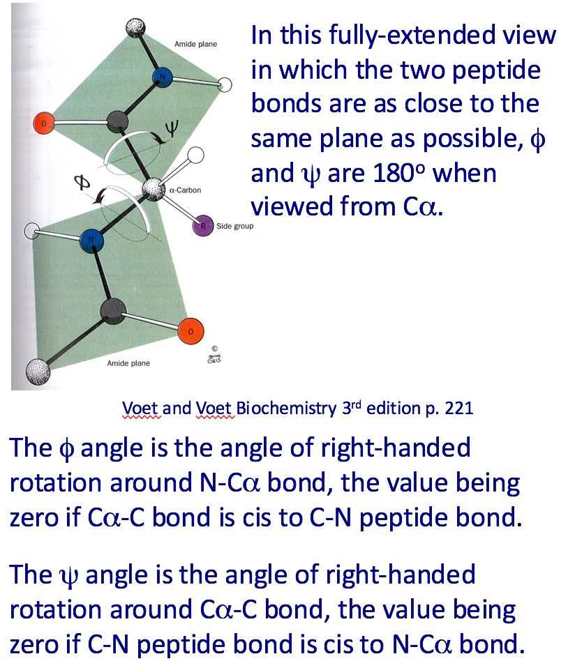 Solved From an examination of the Ramachandran plots (slides | Chegg.com