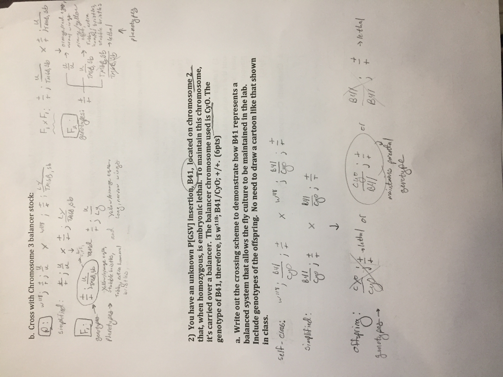 Solved So this is my genetics homework which focused on | Chegg.com