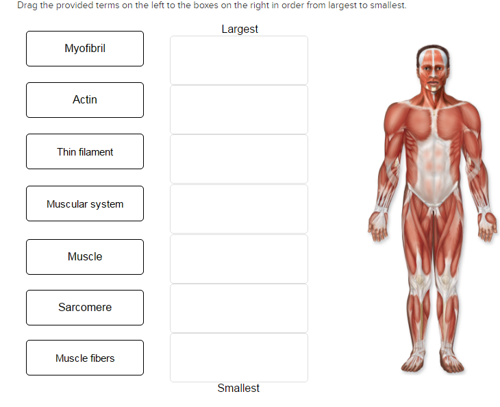 Solved Drag the provided terms on the left to the boxes on | Chegg.com