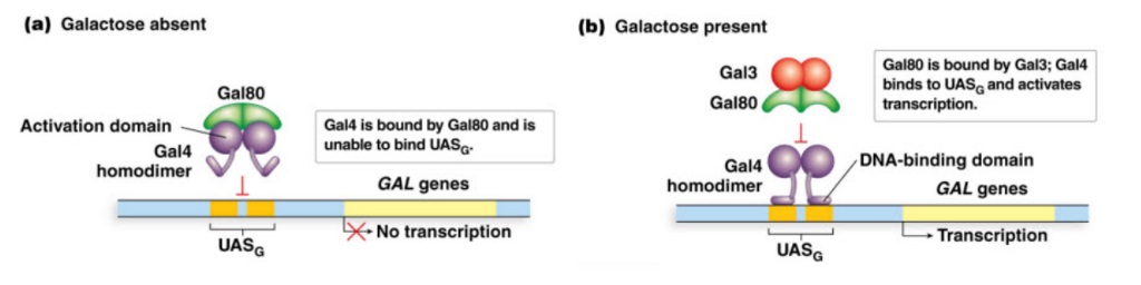 The Gal80 / Gal4 / UASG system is used by yeast to | Chegg.com