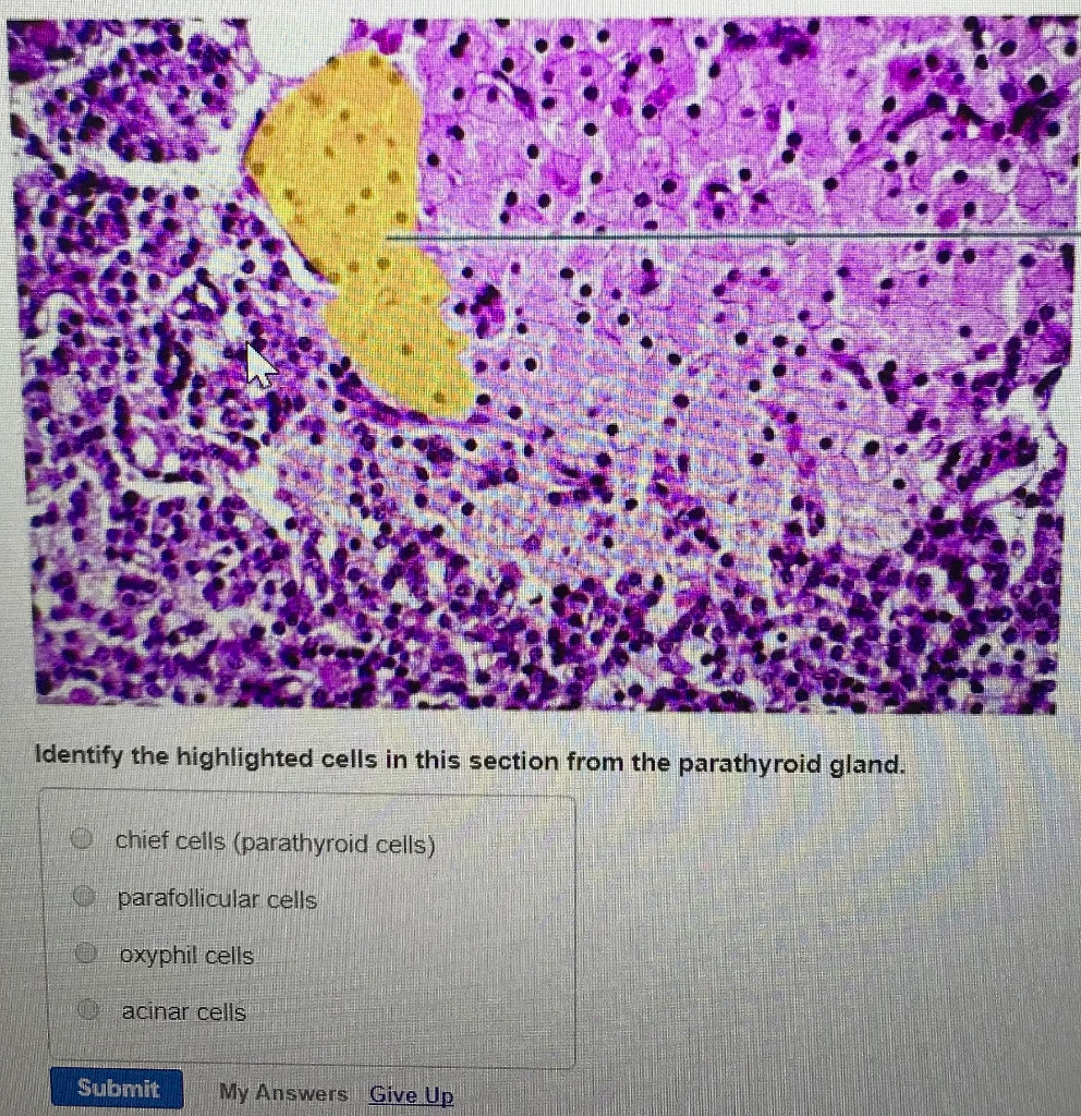 Solved Identify the highlighted cells in this section from | Chegg.com