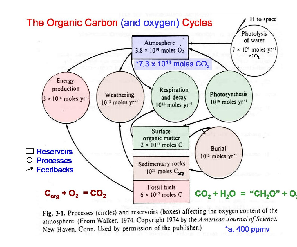 Solved H to space The Organic Carbon (and oxygen) Cycles | Chegg.com