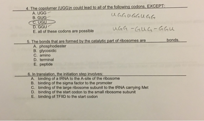 Solved The copolymer (UGG) in could lead to all of the | Chegg.com