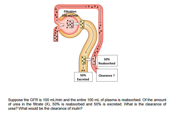 Solved Suppose the GFR is 100 mL/min and the entire 100 mL | Chegg.com