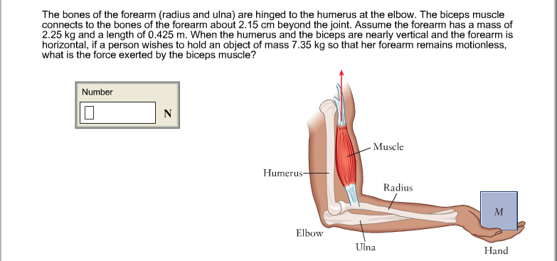 Solved The bones of the forearm (radius and ulna) are hinged | Chegg.com