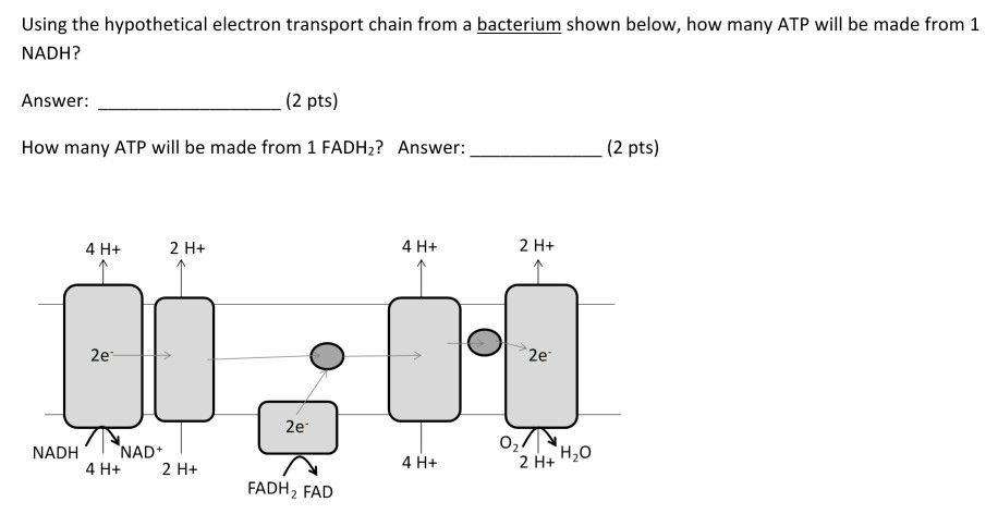Electron Transport Chain Worksheet - Kid Worksheet Printable